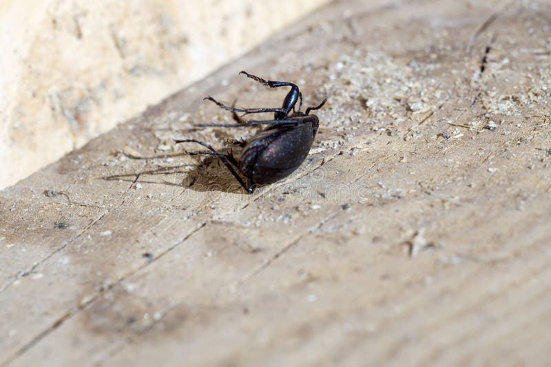 Besouro preto imagem de stock. Imagem de seco, funcionar - 56779201