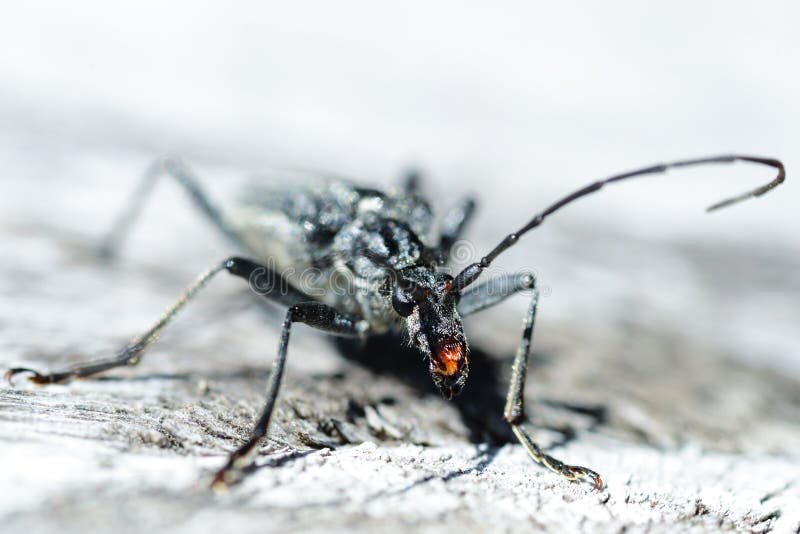 Besouro preto estarrecente imagem de stock. Imagem de alaranjado - 31348077