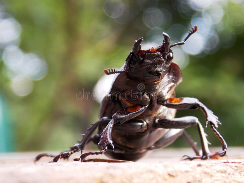 Besouro preto grande foto de stock. Imagem de olho, animal - 120049632