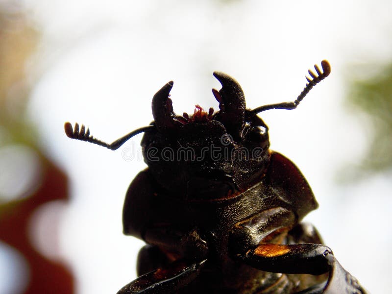 Besouro preto grande imagem de stock. Imagem de besouro - 120049449