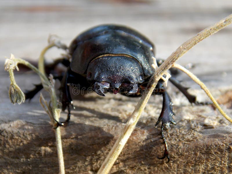 Besouro preto grande foto de stock. Imagem de olho, animal - 120049632