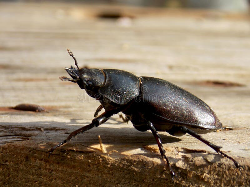 Besouro preto grande foto de stock. Imagem de olho, animal - 120049632