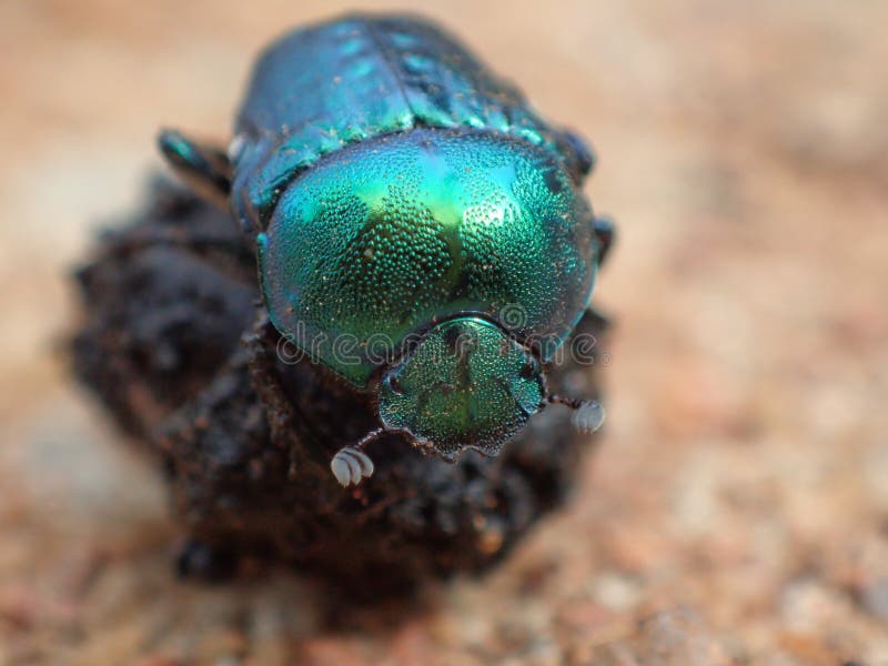 Musgo-bosta Vermelho Brilhante Splachnum Rubrum Foto de Stock - Imagem ...