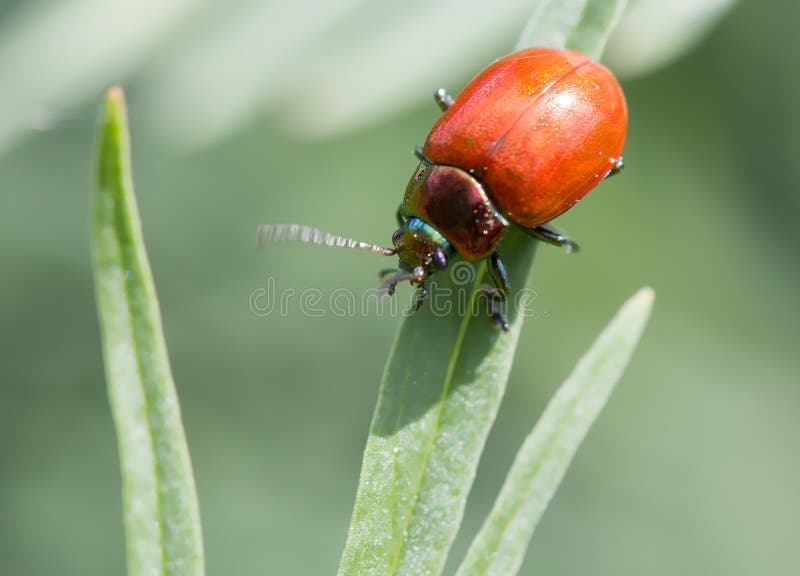 Besouro Vermelho Que Come As Folhas Foto de Stock - Imagem de bicho ...