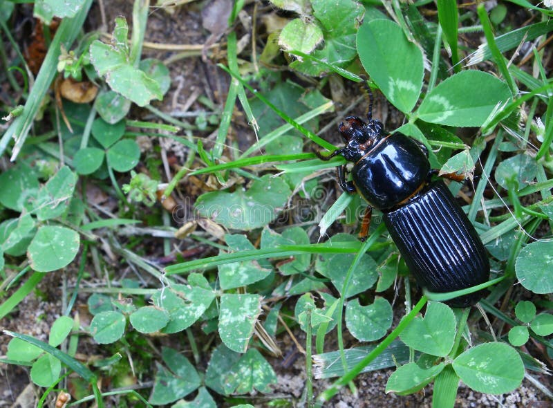 Bess beetle stock photo. Image of daylight, outdoors - 29198076