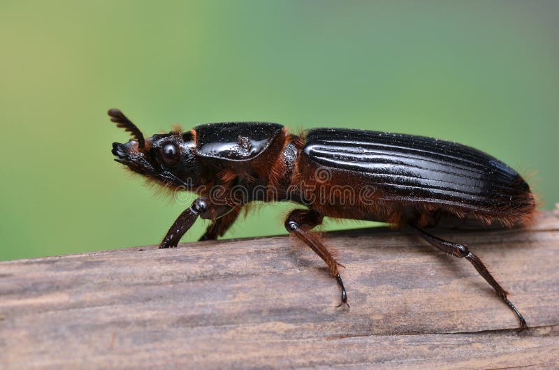 Bess Beetle stock photo. Image of shell, passalidae - 126864322 Bess Beetle stock photo. Image of shell, passalidae - 126864322