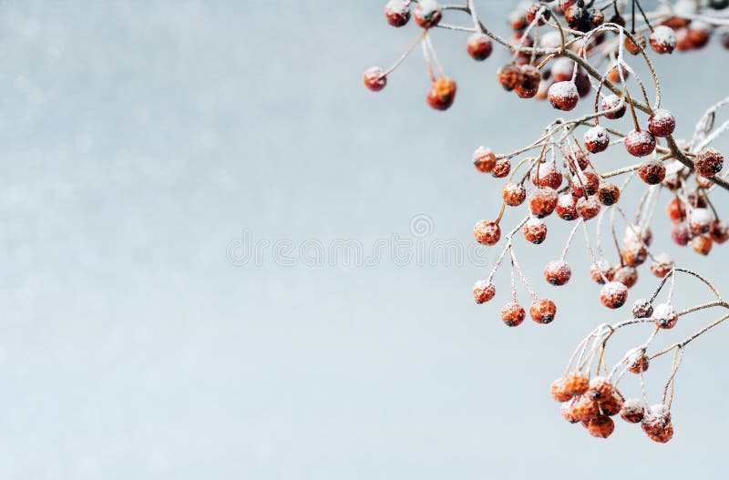 Kersttak met rode bessen stock afbeelding. Image of decoratief - 22685429