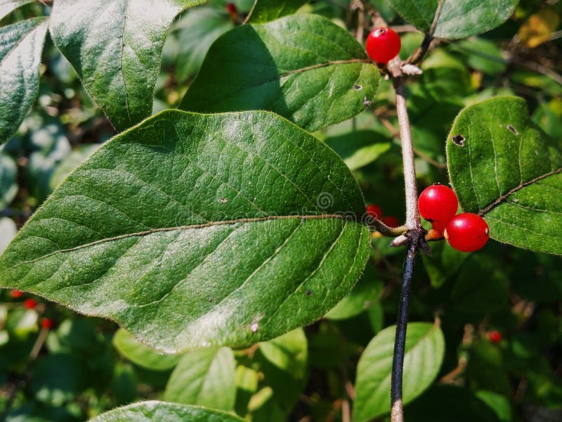Heldere Rode Bessen Op Een Hulststruik Stock Foto - Image of bladeren ...