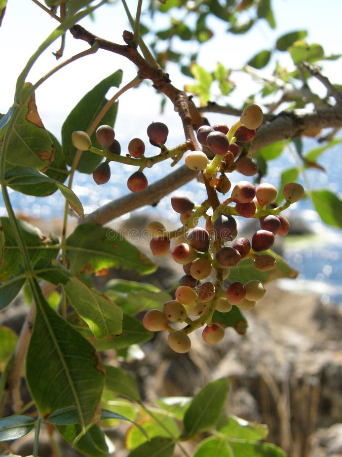 Wilde pistacheboom stock foto. Image of pistaches, achtergrond - 49031070