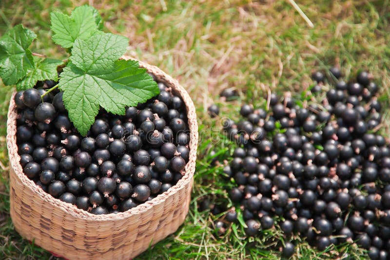 Bessen Zwarte Kruisbes Op De Tak Stock Afbeelding - Image of organisch ...