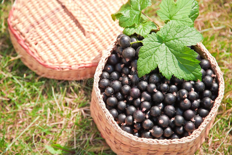 Bessen Van Zwarte Bes in Een Tuin Stock Foto - Image of blackcurrant ...
