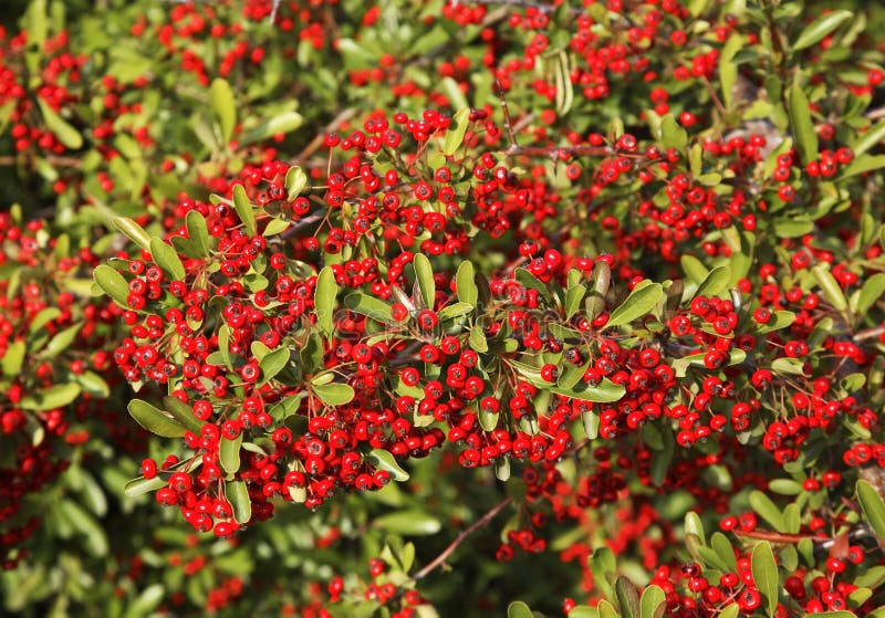 Bessenstruik Dichtbij Evzonoi Griekenland Stock Foto - Image of gebouw ...
