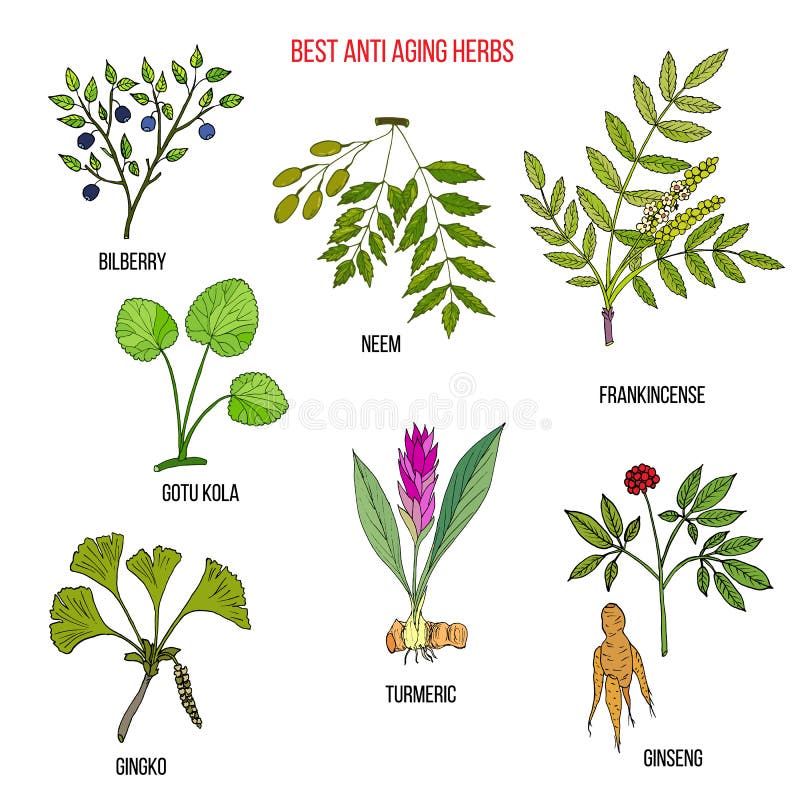 Best Anti-aging Herbs Collection Stock Vector - Illustration of remedy ...