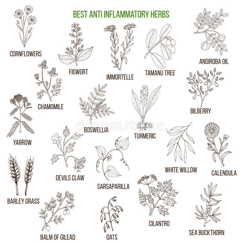 Best Anti-inflammatory Herbs Stock Vector - Illustration of ayurveda ... Best Anti-inflammatory Herbs Stock Vector - Illustration of ayurveda ...