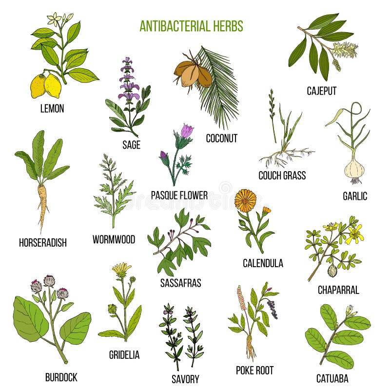 Best antibacterial herbs stock vector. Illustration of pasque - 103447961