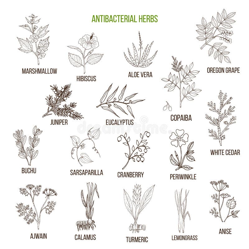 Best antibacterial herbs stock vector. Illustration of ayurveda - 104496508