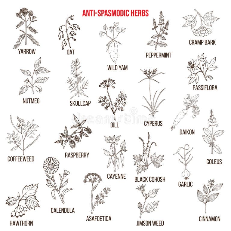 Best Antispasmodic Herbs Collection Stock Vector - Illustration of ...