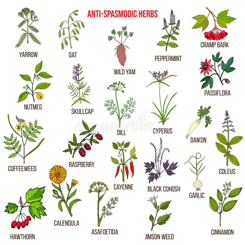 Best Antispasmodic Herbs Collection. Part 2 Stock Vector - Illustration ...