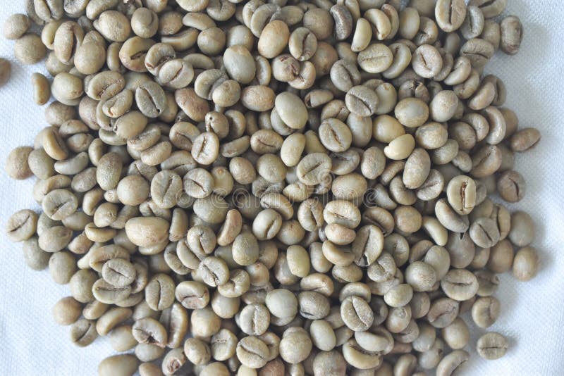 The Best Arabica and Robusta Coffee Beans. Stock Photo - Image of ...