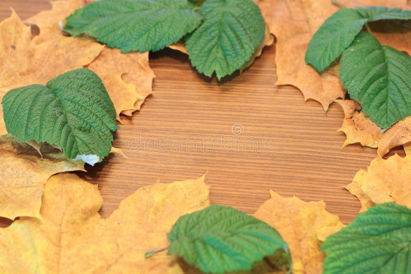 The Best Autumn Leaves of Trees and Still Life Stock Photo - Image of ...