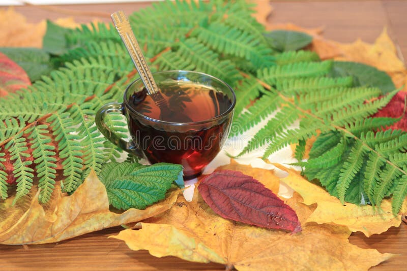 The Best Autumn Leaves of Trees and Still Life Stock Photo - Image of ...