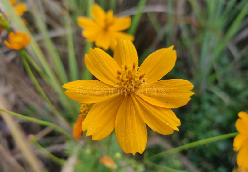 Best Beautiful Flower for Your the Yallow Flower Stock Image - Image of ...