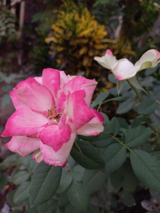 Best Beautiful Pink Rose Flower Blooming Stock Photo - Image of shrub ...