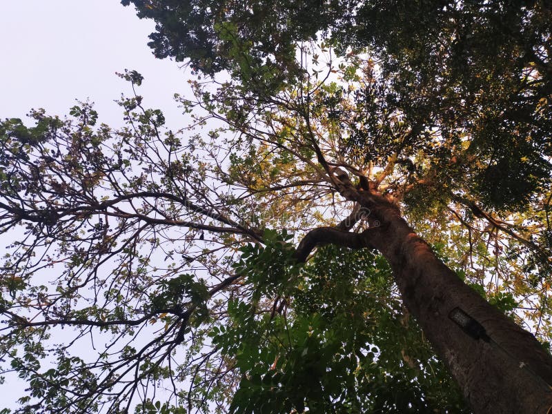 Best big tree on forest stock photo. Image of tree, good - 173951962