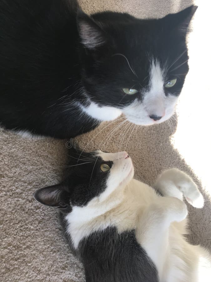 Best cat friends stock image. Image of friends, bodies - 104144535