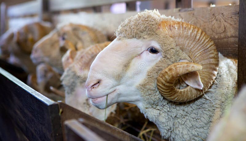 The Best Breed of Sheep on the Farm Stock Image - Image of breed ...