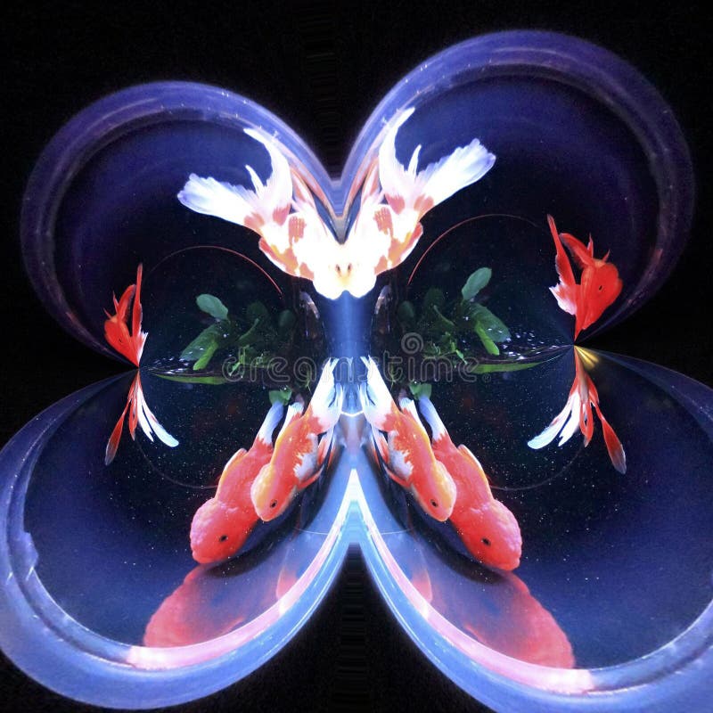 Nice Wow Butterfly Stock Photos - Free & Royalty-Free Stock Photos from ...