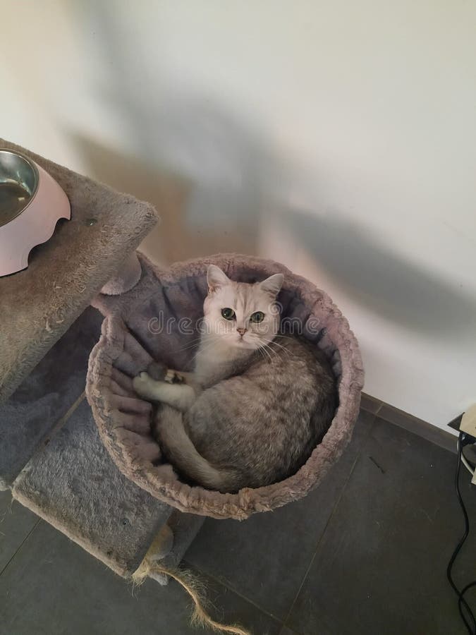 The best cat ever, evee stock image. Image of carnivore - 264989547