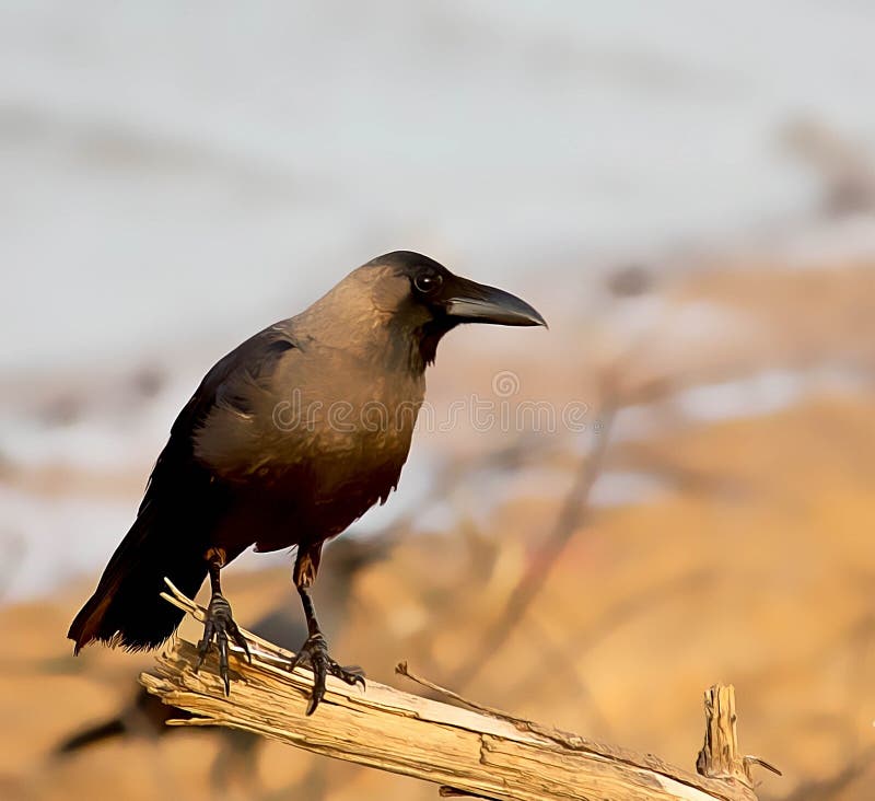 Crow stock image. Image of wide, india, crow, nature - 105787943
