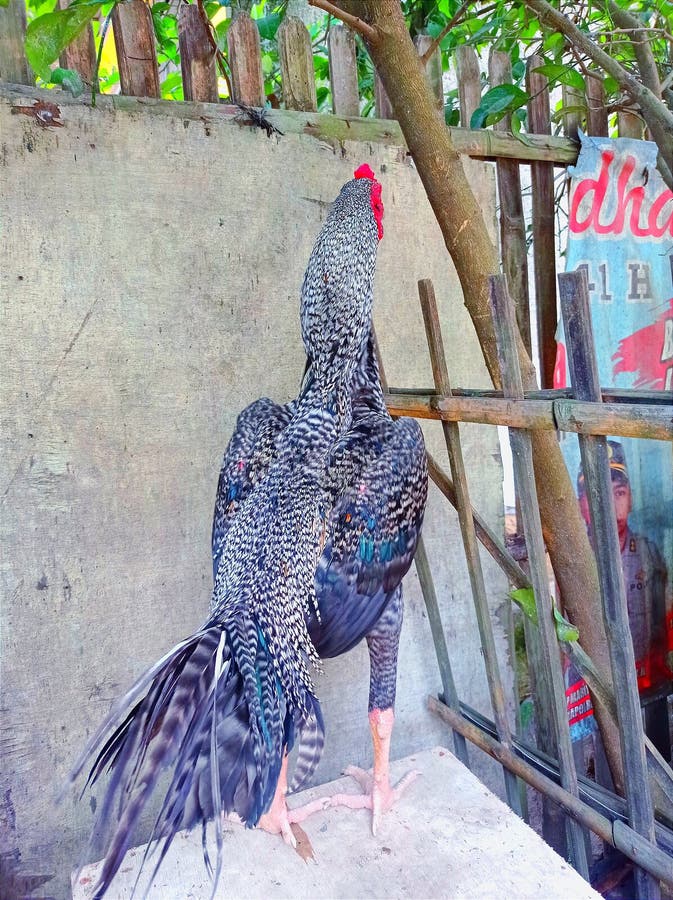 The best color stock photo. Image of painting, wildlife - 235995570