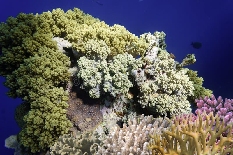 Best Coral Reefs are the Largest Natural Structures Stock Photo - Image ...