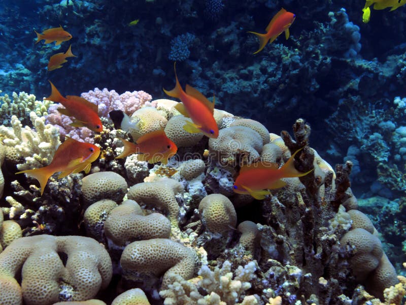 Best Coral Reefs are the Largest Natural Structures in Southern ...