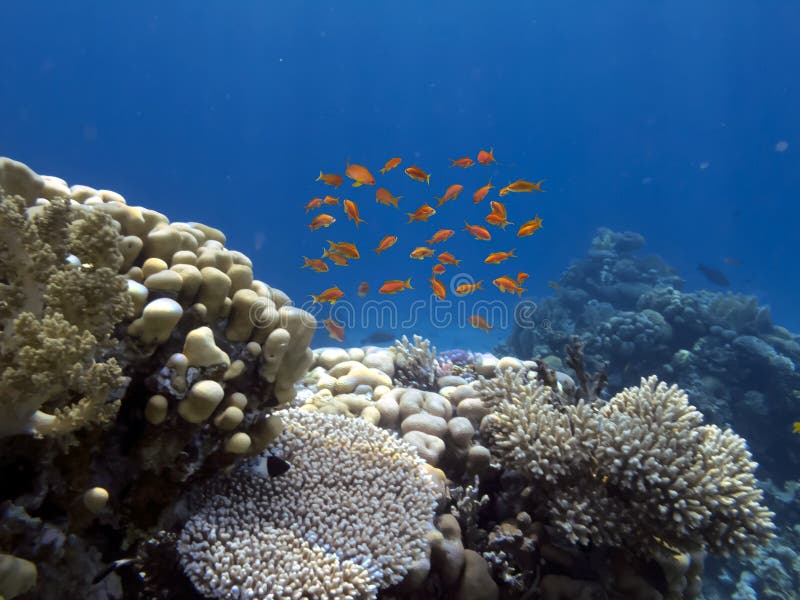 Best Coral Reefs are the Largest Natural Structures in Southern ...