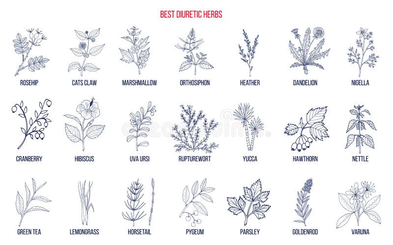 Best diuretic herbs set stock vector. Illustration of diuretic - 159316723