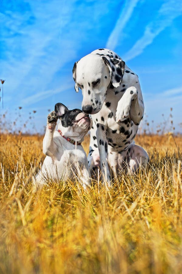 Best dog friends playing stock image. Image of purebred - 22105507