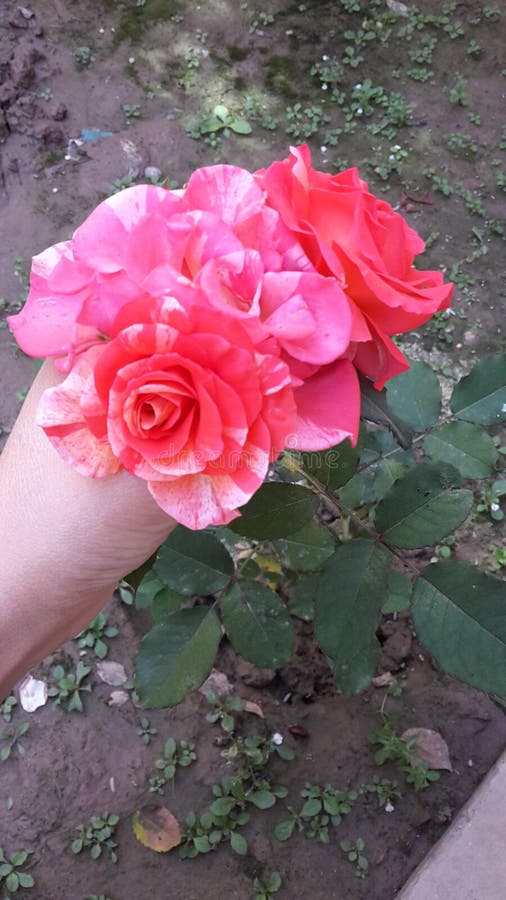 Best ever flower pink stock photo. Image of blossom - 180162676