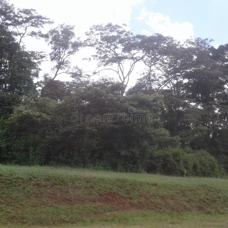 Best Ever Green Beautiful Trees Stock Image - Image of trees, green ...