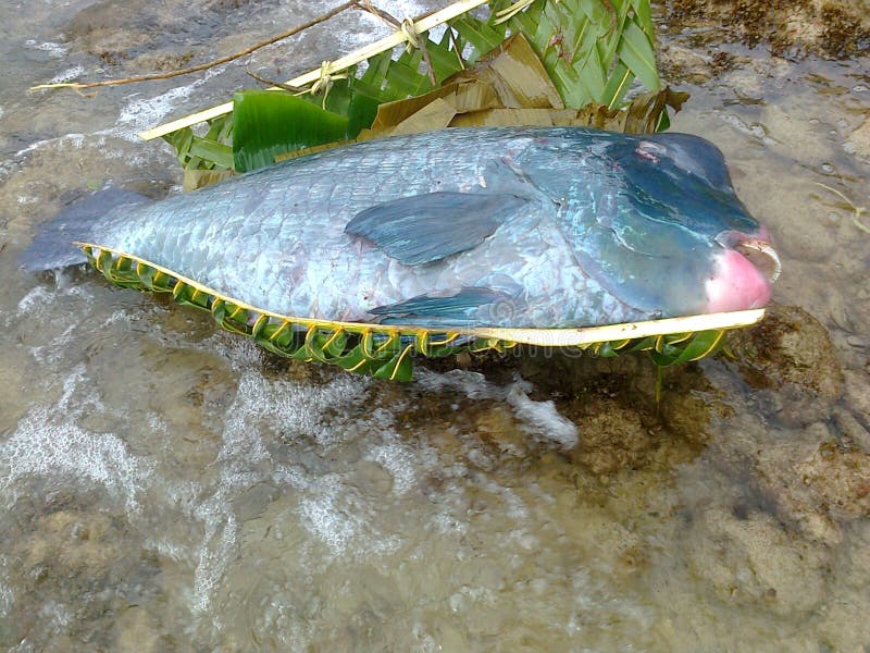 The Best Fish Catch of the Day in a Woven Basket Stock Photo - Image of ...