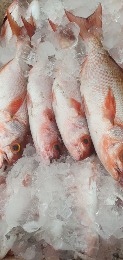 The Best Fish on the Island& X27;s Water Java Indonesia Stock Image ...