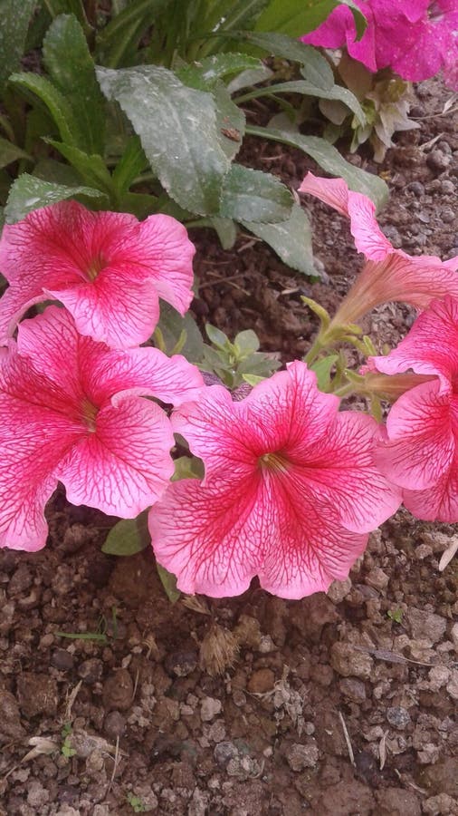 Best flovers 22 stock photo. Image of garden, flower - 190882018