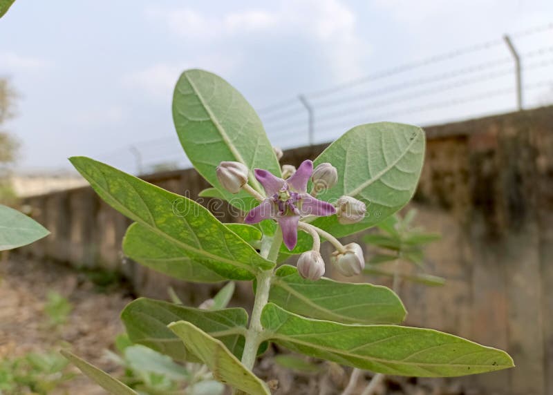 Best Flower of Calotropis Procera in India Stock Image - Image of leaf ...