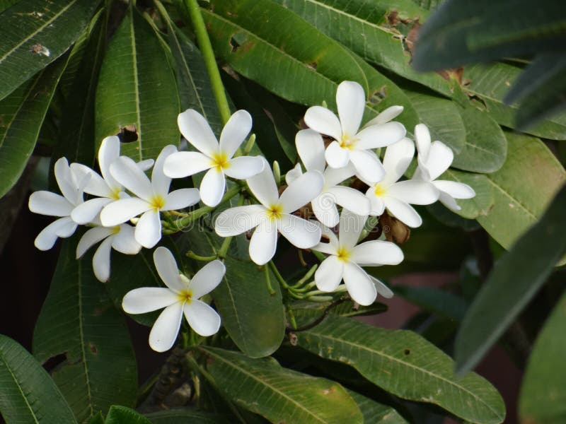 The best flower image stock image. Image of looking - 113625493