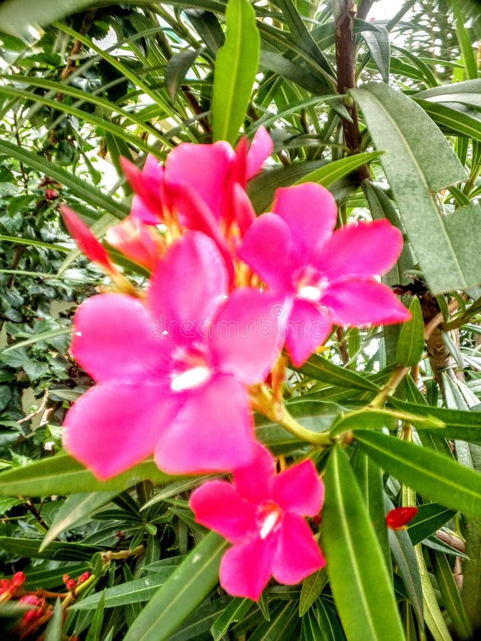 Best Flowering Trees in India... Stock Photo - Image of leafes ...
