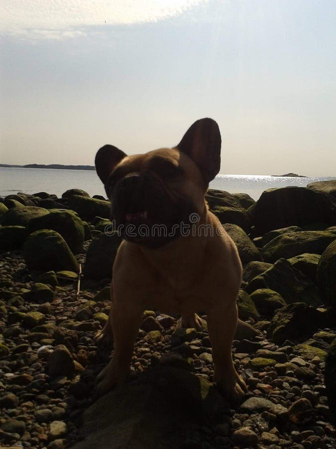 Best frenchie in da World stock image. Image of world - 166353827