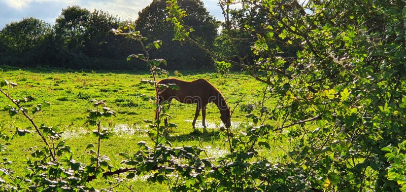 Best Friend from Behind the Fence Stock Photo - Image of mammal ...