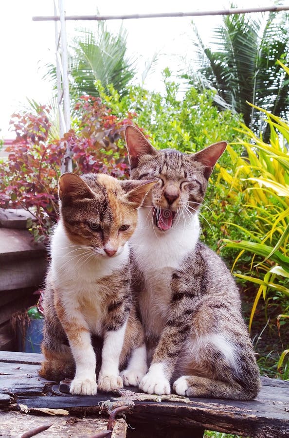 Best friend stock photo. Image of friend, blee, hangout - 104320960